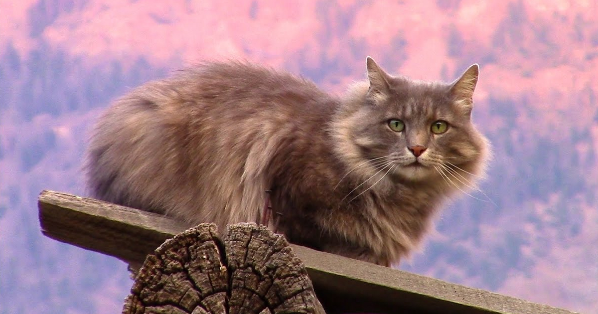 Most interesting cat in the Rocky Mountains (video)