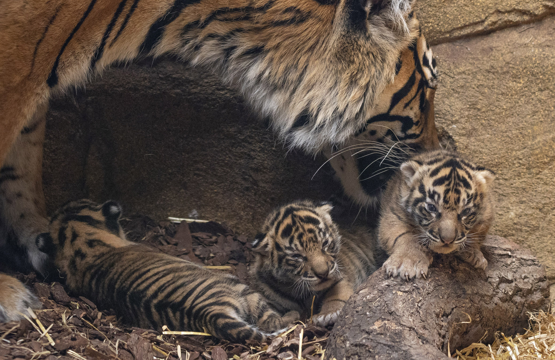 newborn tiger cubs,
