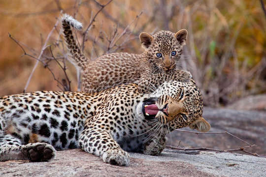 Leopard cub play with mom,