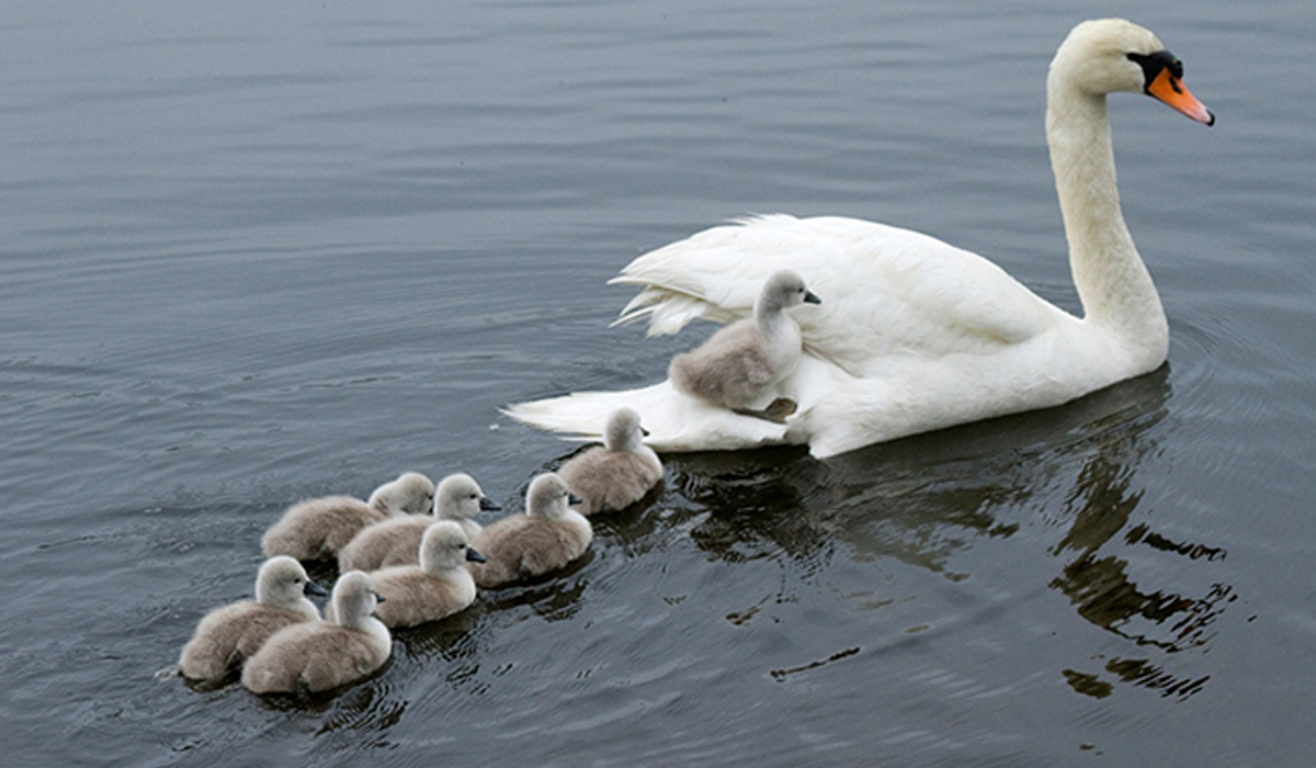 Baby swans (Cygnet's) hitching a ride off mum,