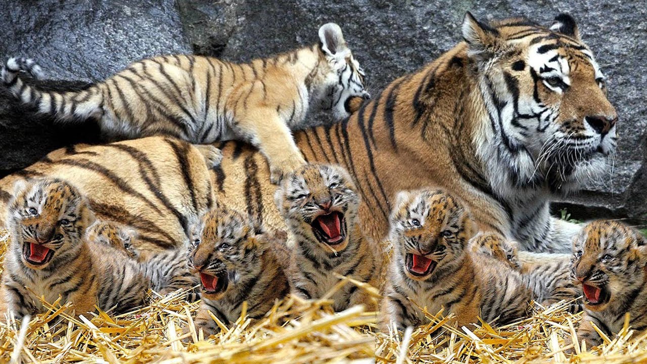 How mother Tiger giving birth in wild?,