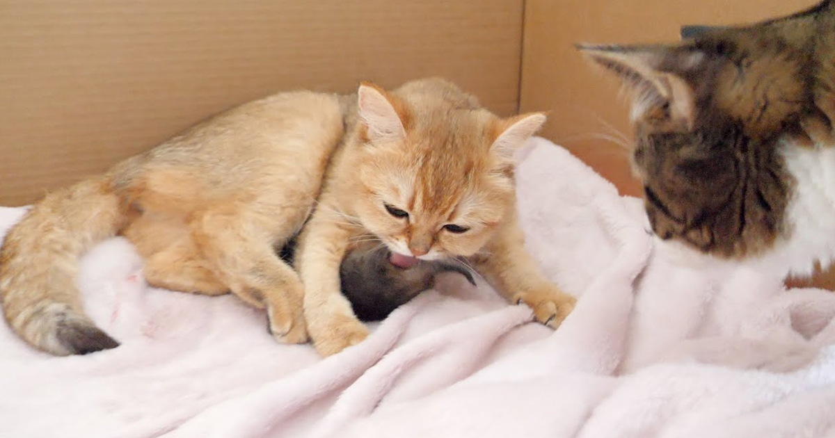 Parent cats Mimi and Coco who grow up with kitten