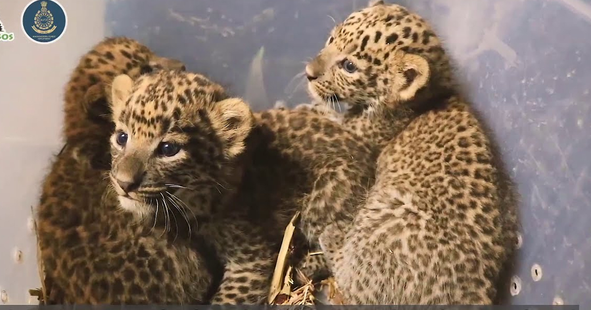 Leopard Cubs Have A Heartwarming Reunion With Their Mama
