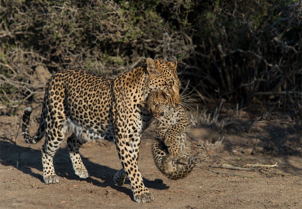 Adorable New Baby Leopard Cubs,
