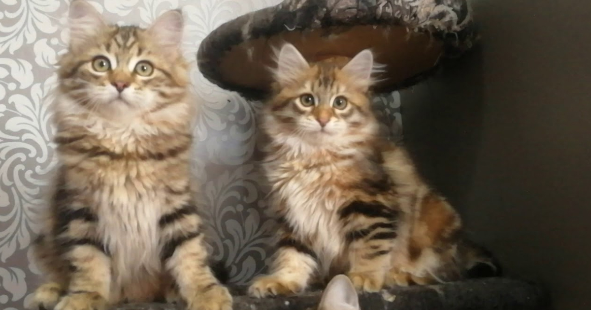 Cute kittens playing (video)