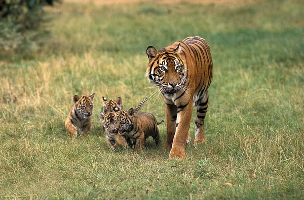 London Zoo’s Tiger Cubs Get First Health Check,