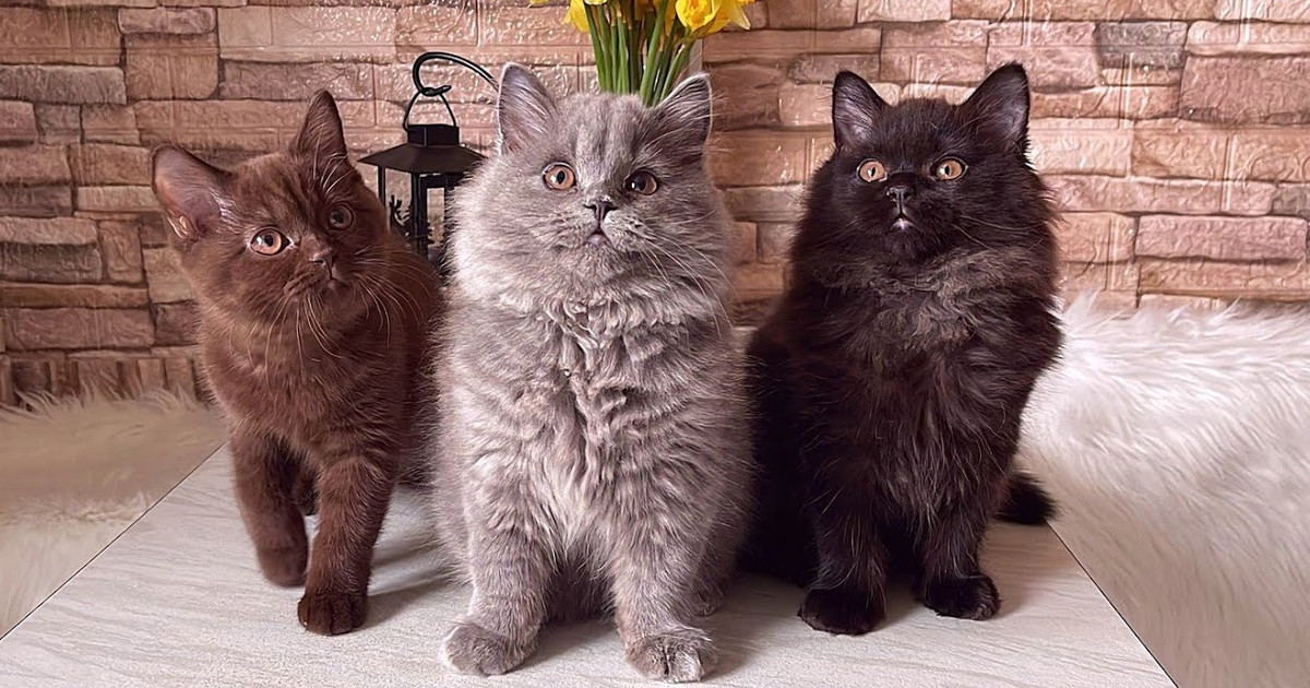 Three cute and funny kittens (video)