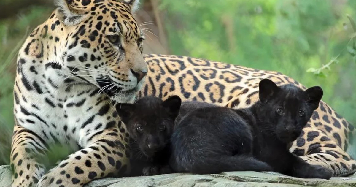beautiful black Jaguar cub
