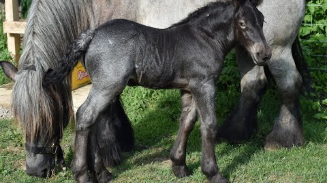 beautiful horse baby,