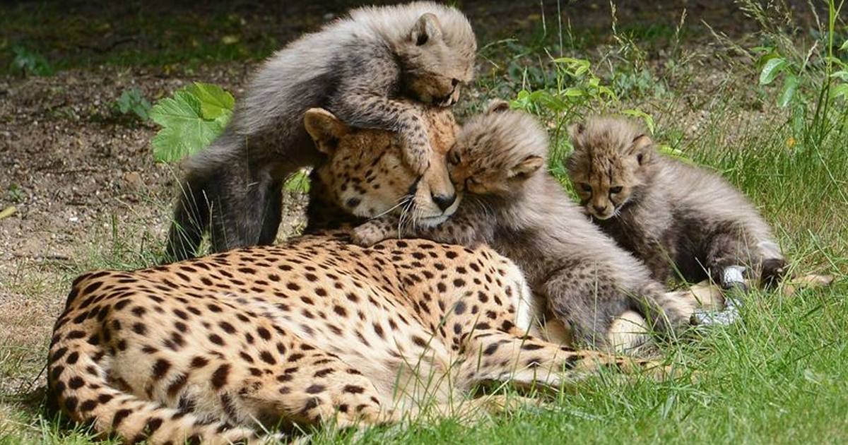 Cheetah Cubs Playing with Jolly Balls at the Smithsonian Conservation ...