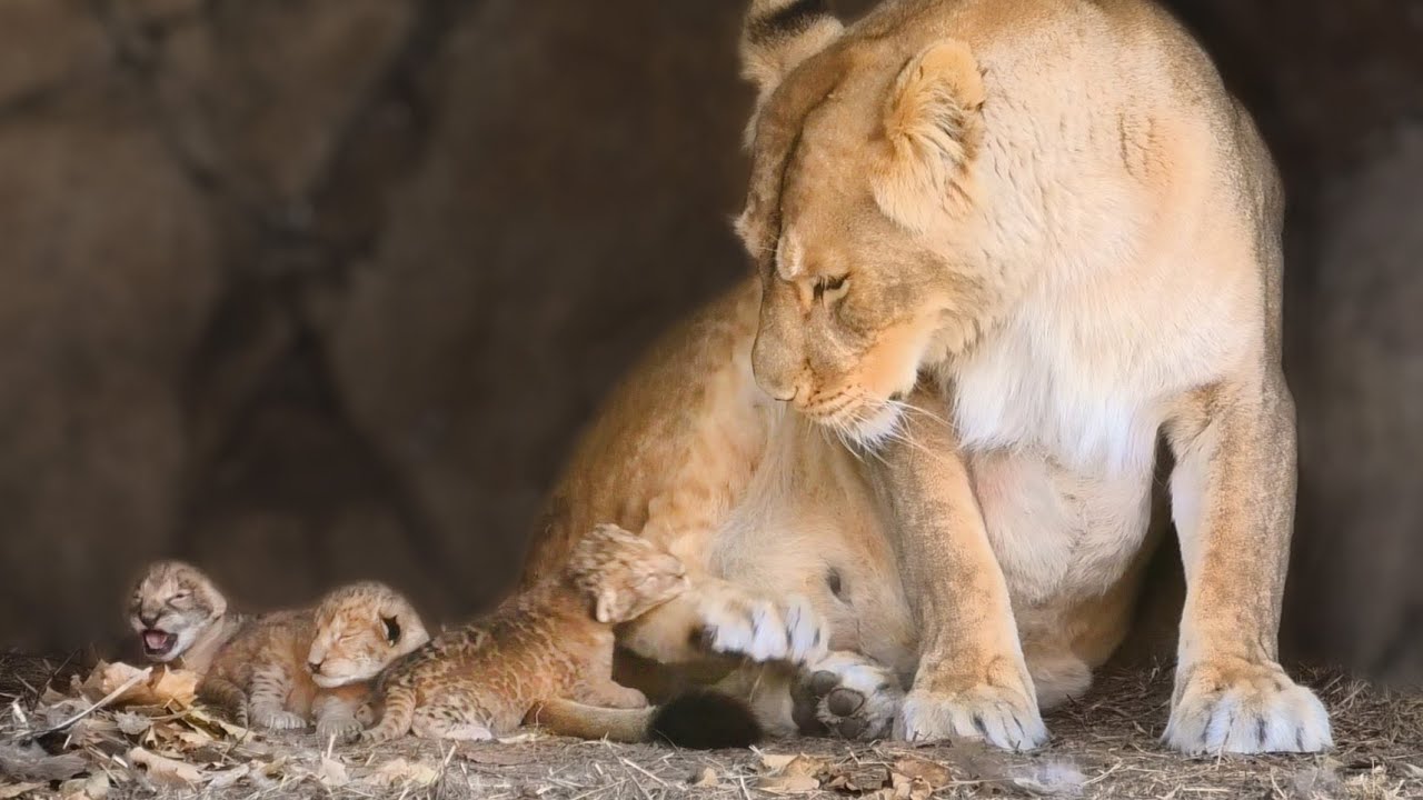 welcome newborn lion cubs,