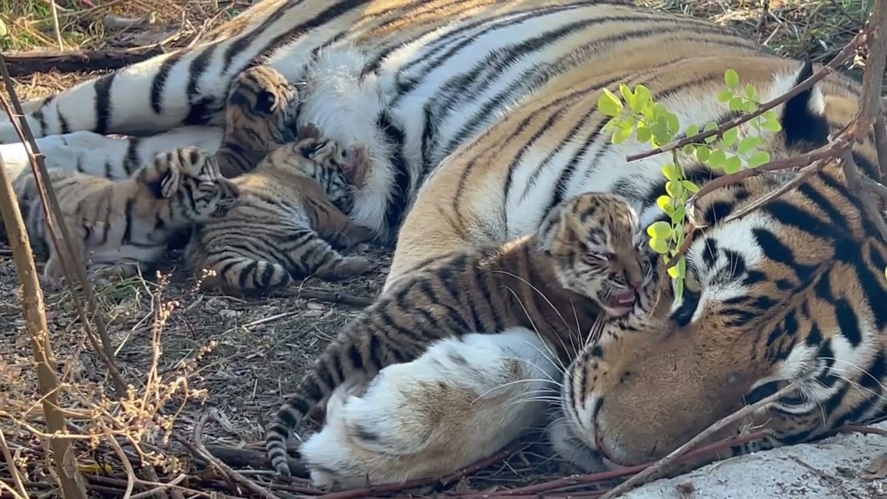 welcome newborn tiger cubs at zoo,