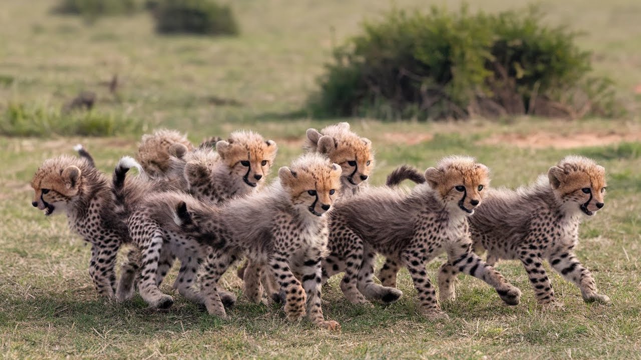 The Early Days of a Cheetah Cub: Fun Facts,