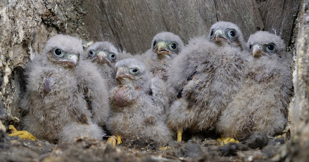 Rescued Kestrel Chicks Go Back in Nest & Mr Kes Barely Breaks his Stride