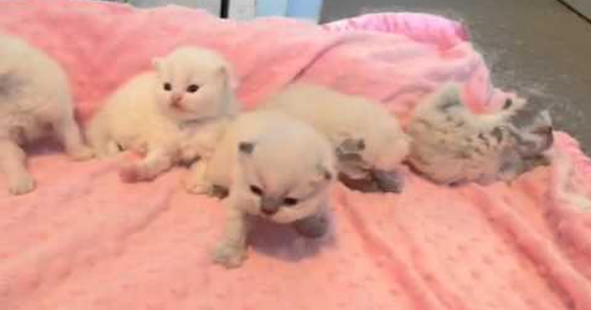 So funny ! Cute Himalayan kittens falls over (click to watch video)