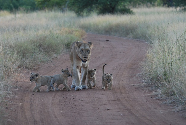 LIONESSES AND THEIR BEAUTIFUL CUBS,