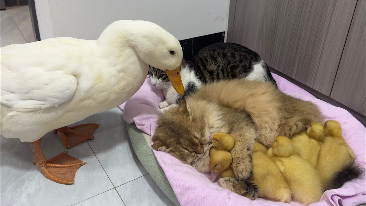 Fantastic animals!The kitten hugs the little duck and sleeps.😂Mother ...
