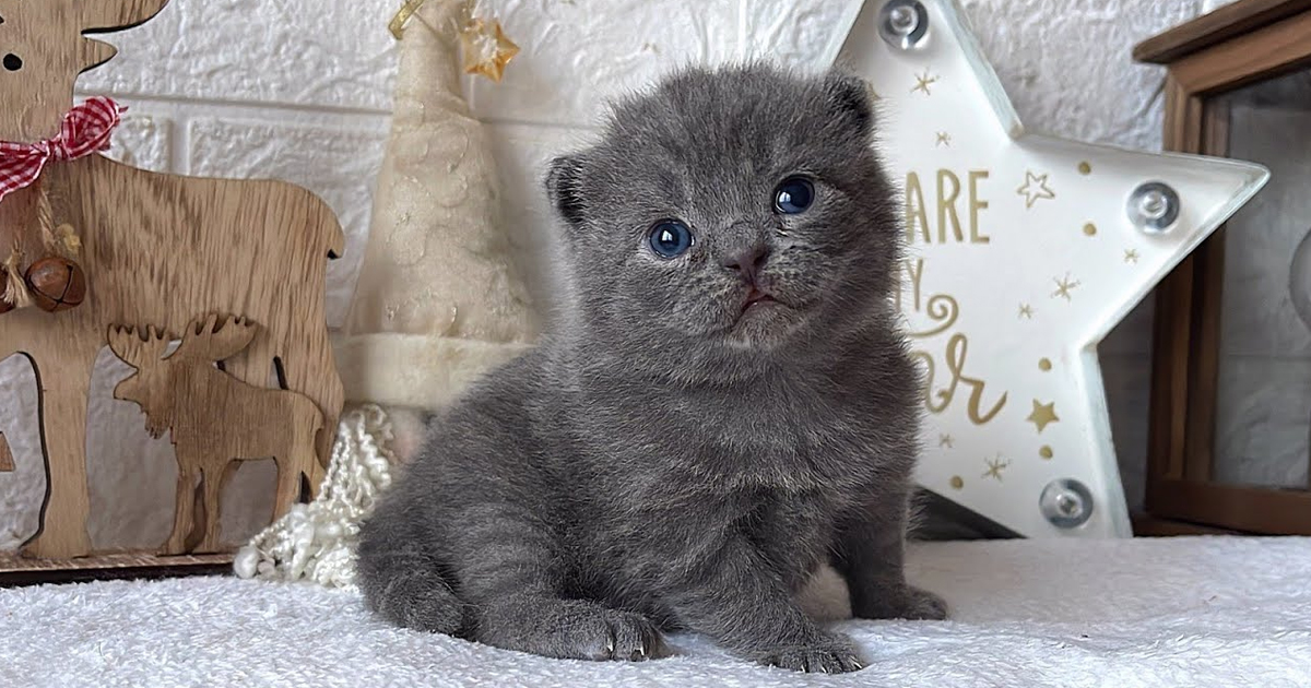 Winston British blue kitten 17 days after birth (video)