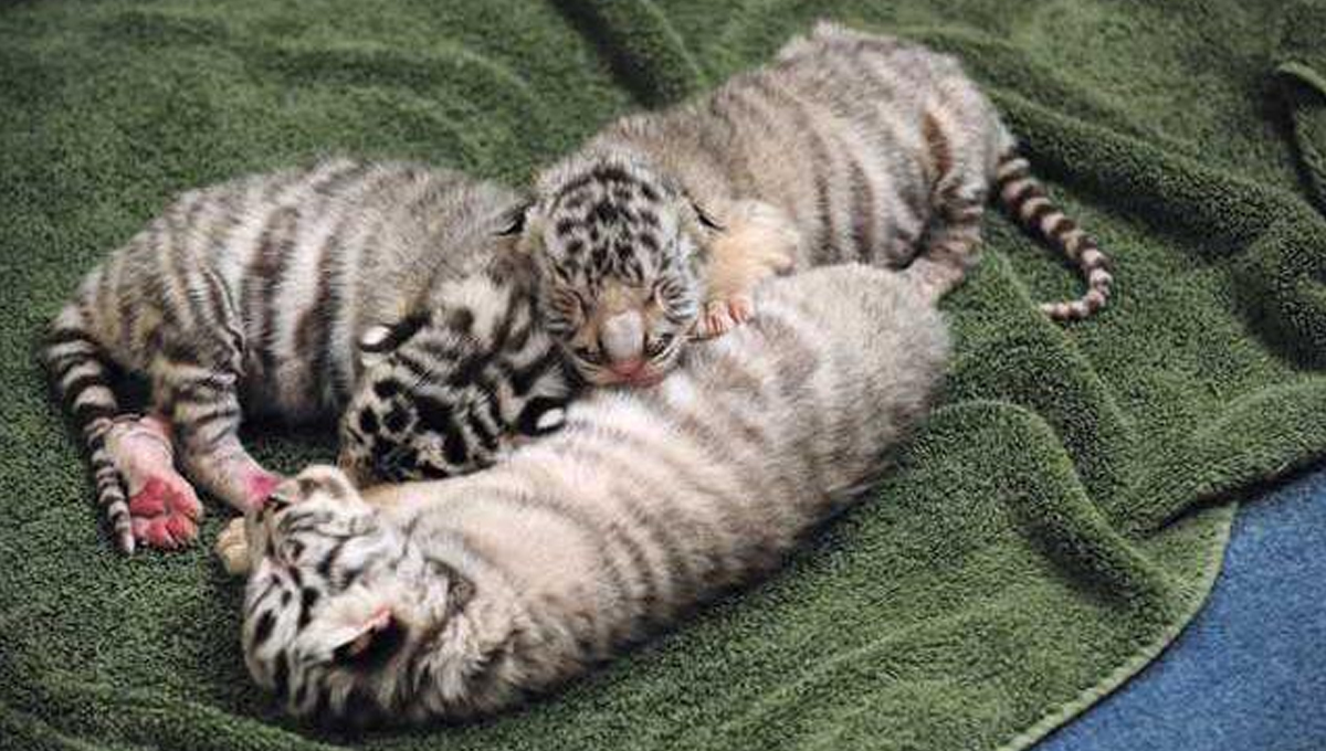 Newborn 3 white tiger cubs,