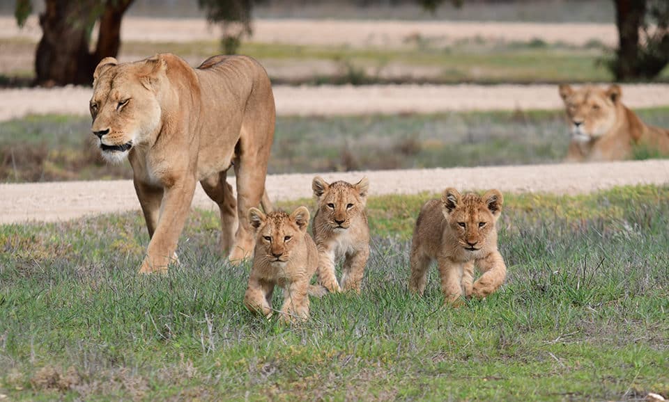 Mommy Lion Ignores Hungry Cubs,