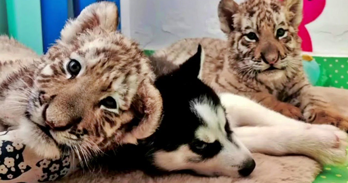 Husky Puppy Meets Baby Tigers and Become Friends
