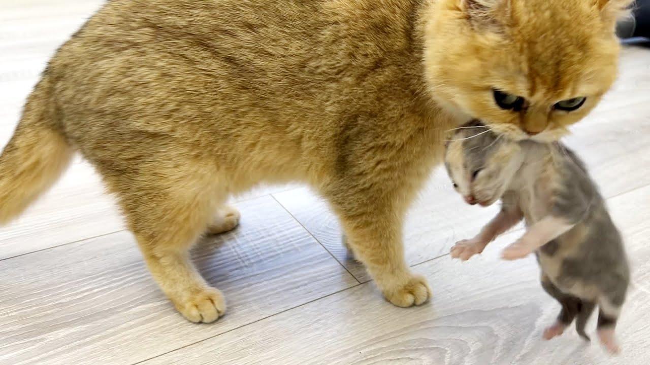 Native mother cat forgot the kitten, and the foster mom cat carries it ...
