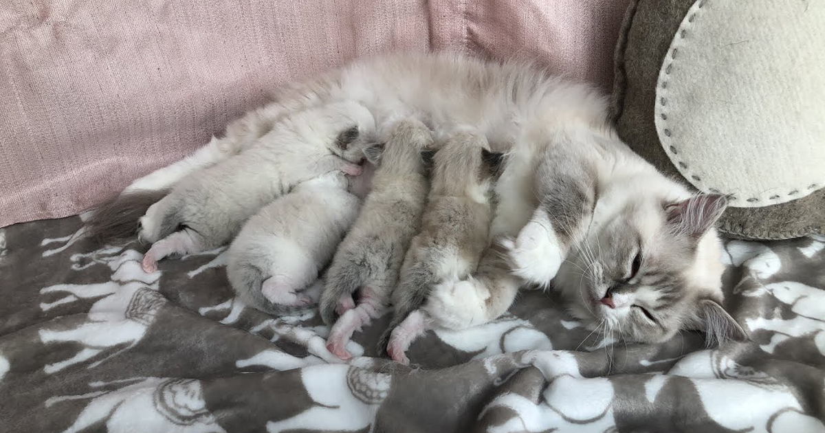 2 Weeks Old little kittens