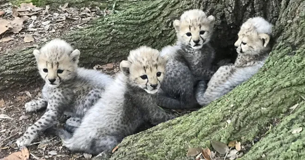 Cute Cheetah Babies
