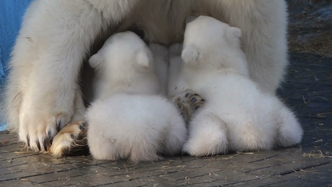 polar bear cubs so beautiful,