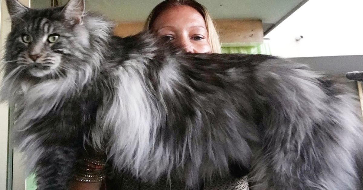 The BIGGEST CAT in the WORLD // MAINE COON CAT BLACK SILVER → LOOK how ...