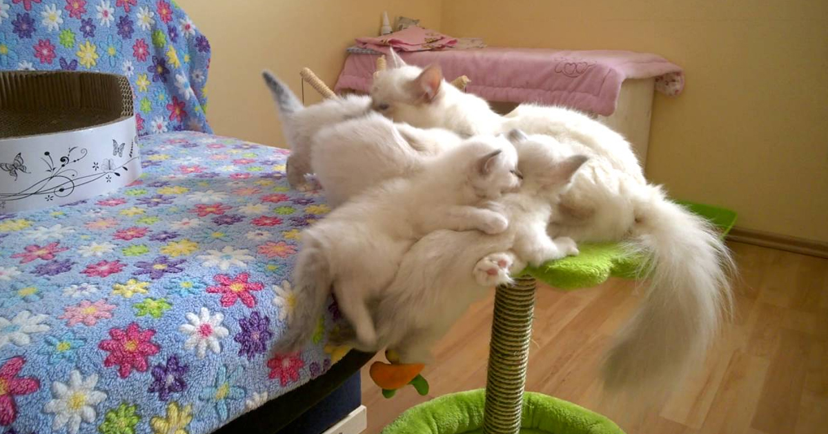 Cute Birma kittens playing with mama (click to watch video)