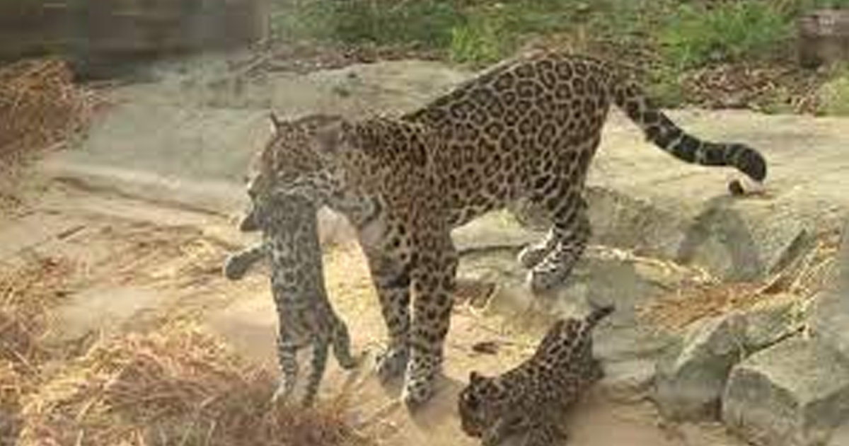 Meet Lenca and Aloha, two baby jaguars born in a Paris zoo,