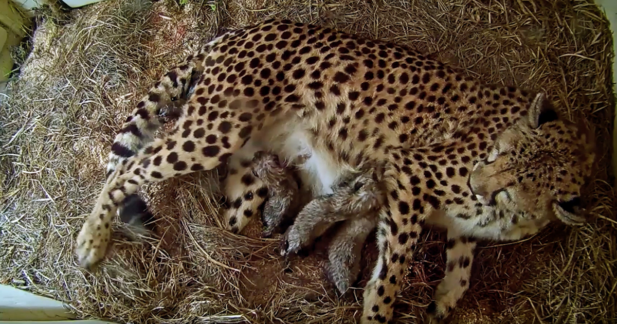 Cheetah Cubs Are Born at the Smithsonian Conservation Biology Institute,