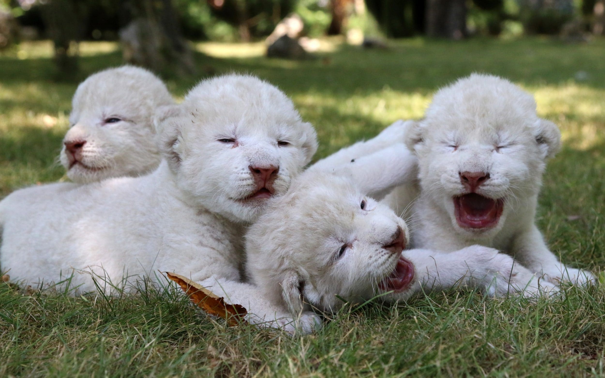 Four Newborn White Lion Cubs Born in Zoo,