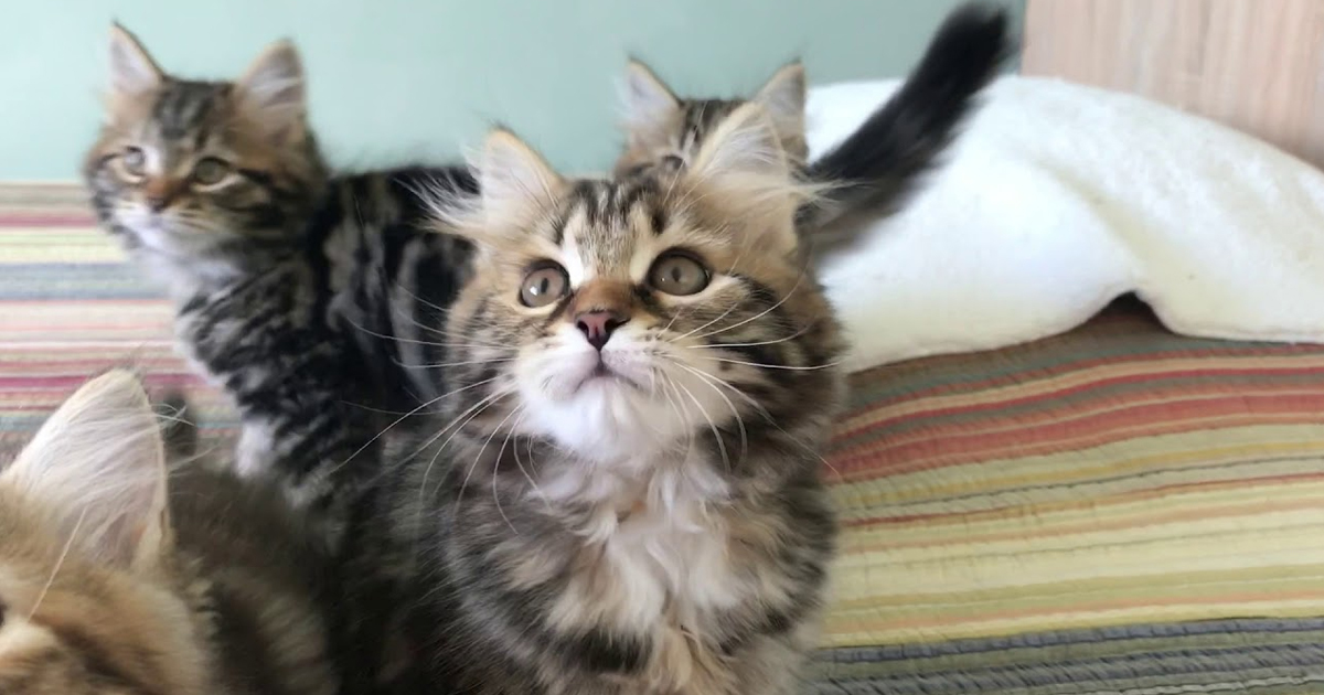 Cute kittens time playing