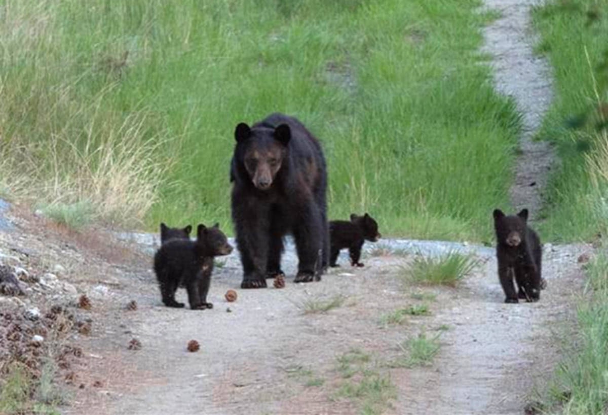 Momma Bear and 4 Cubs Return to Front Yard,