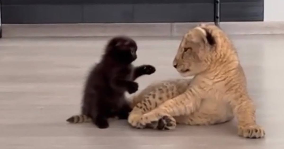 Lion cub vs kitten meet for the first time video