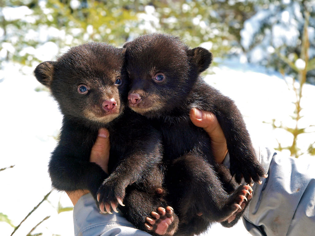 cute bear cubs,