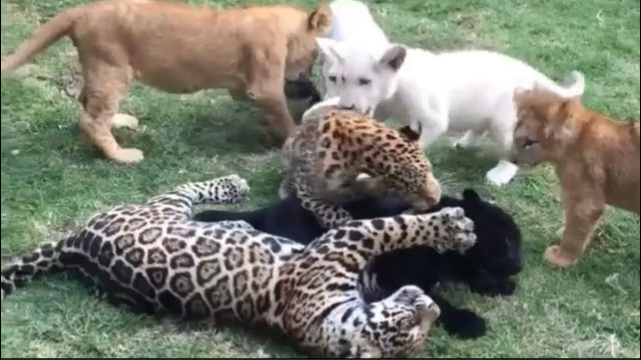 cute Lion, tiger, leopard and panther cub playing together,