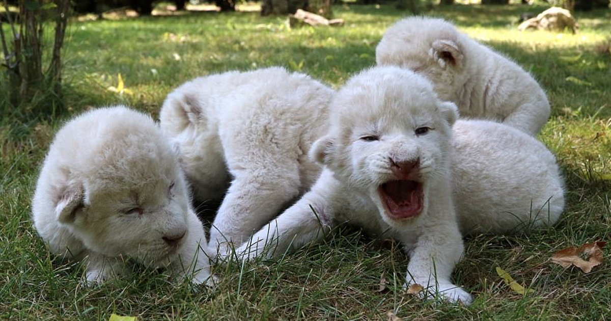 Four White Lion Cubs Born at Zoo,