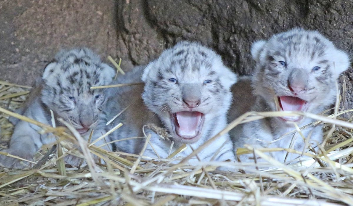 cute baby white tigers,