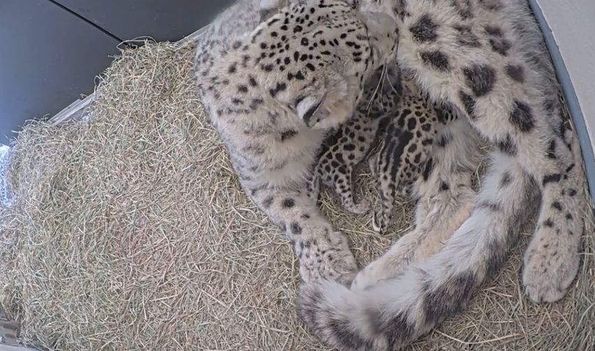 Two Snow Leopard Cubs Born At Your Toronto Zoo!,