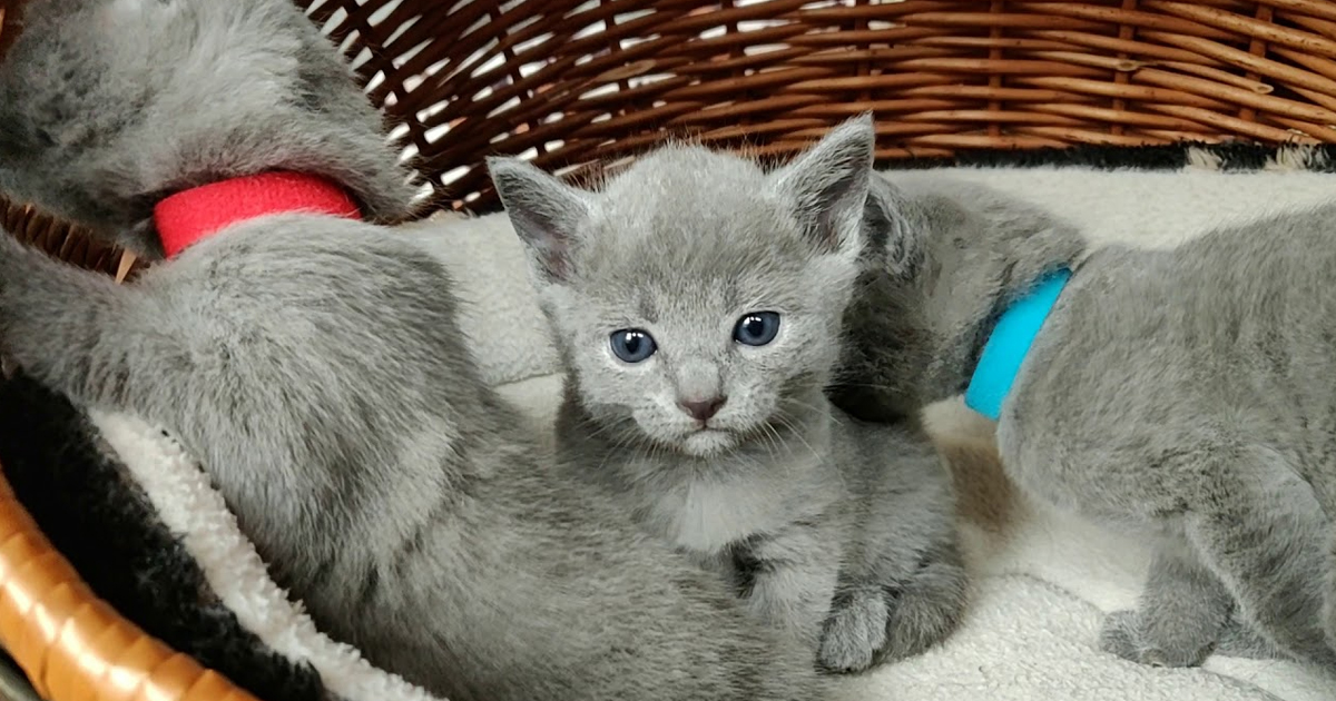 beautiful Russian blue kittens
