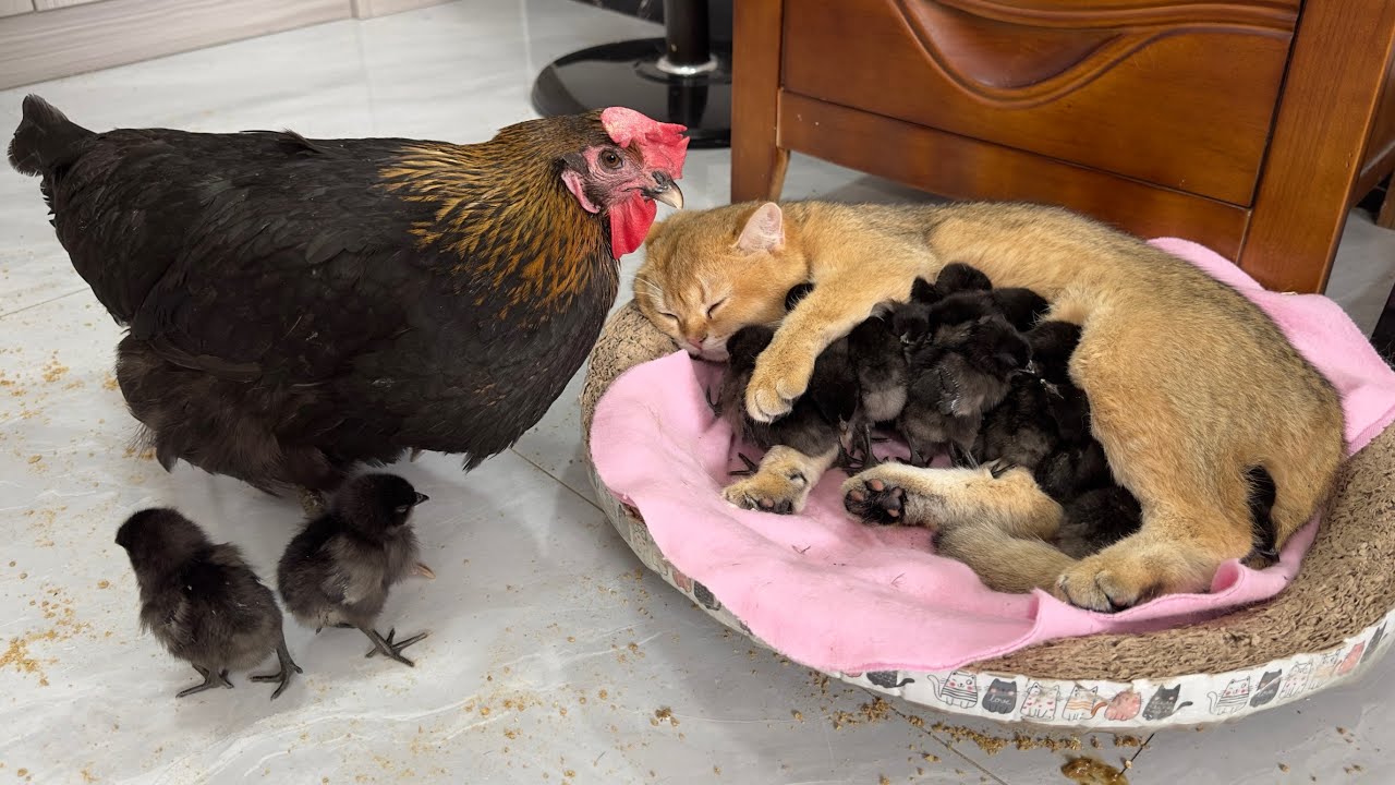 The hen was surprised!Kittens know how to take care of chicks better ...