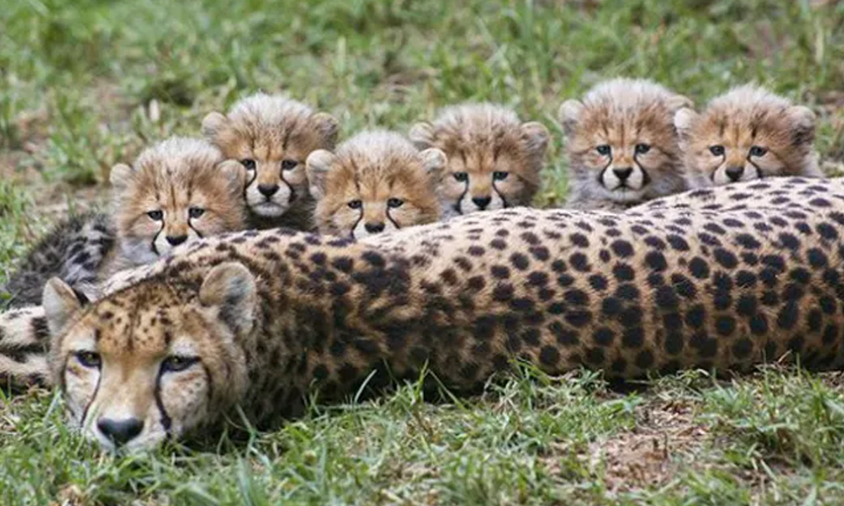 Mom and 6 cheetah cubs playing,