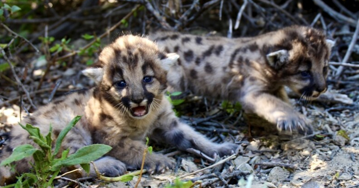 Cougar Cubs so beautiful