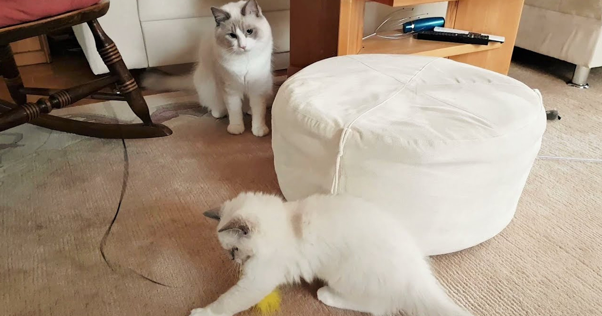 Introducing new Ragdoll kitten Nerina to Merlin (click to watch video)