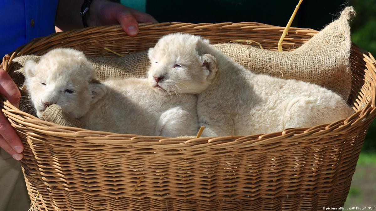 Royal arrivals- rare white lion cubs born,
