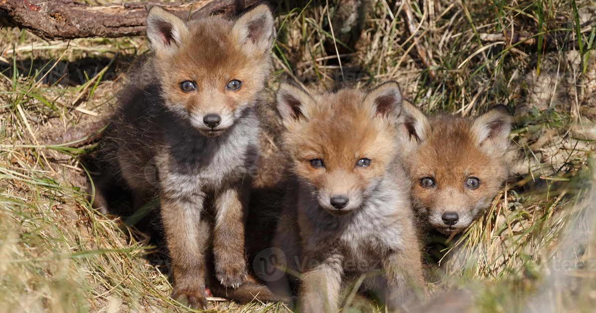 Fox babies too cute