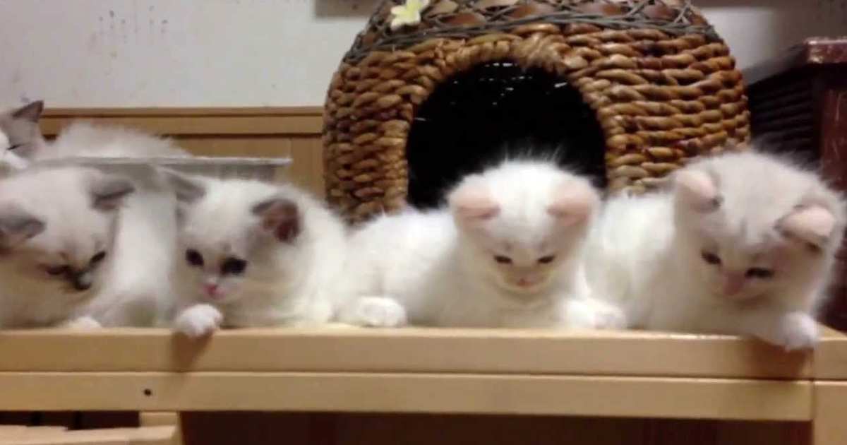 beautiful Ragdoll kittens make you smile